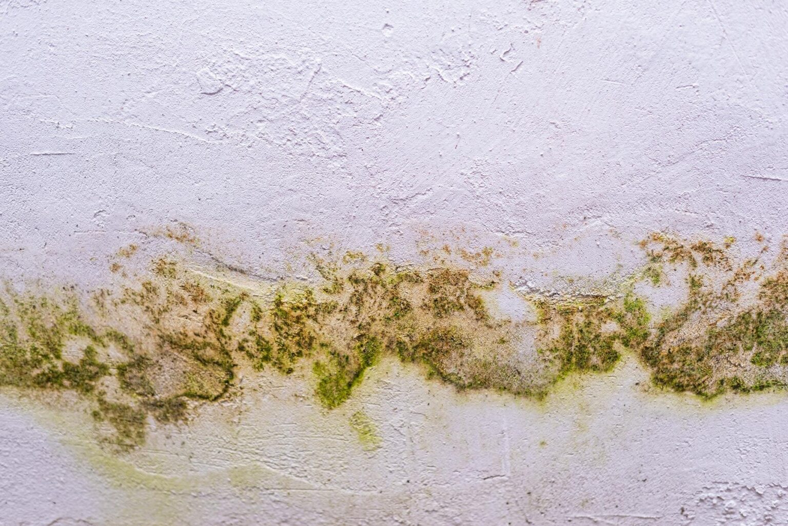 How to Get Rid of Mold Spores in Your Home? | Lamunyon